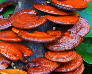 Red Reishi Mushrooms – What? Why? How? - Healthy Mens supplements ...